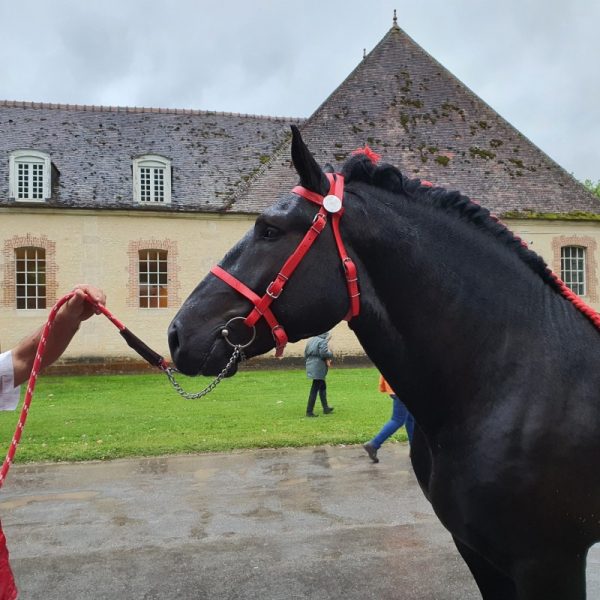 Le cheval percheron : histoire, atouts et rôles d’un géant doux